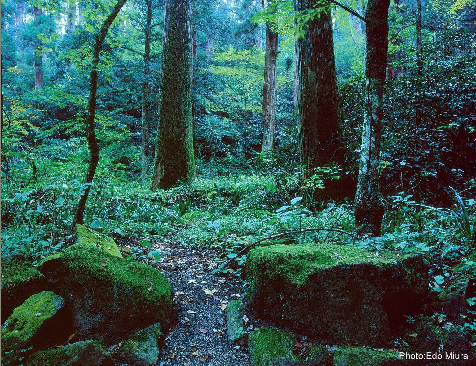 Brazil's Atlantic Forest Will See More Changes in Five Decades than in ...